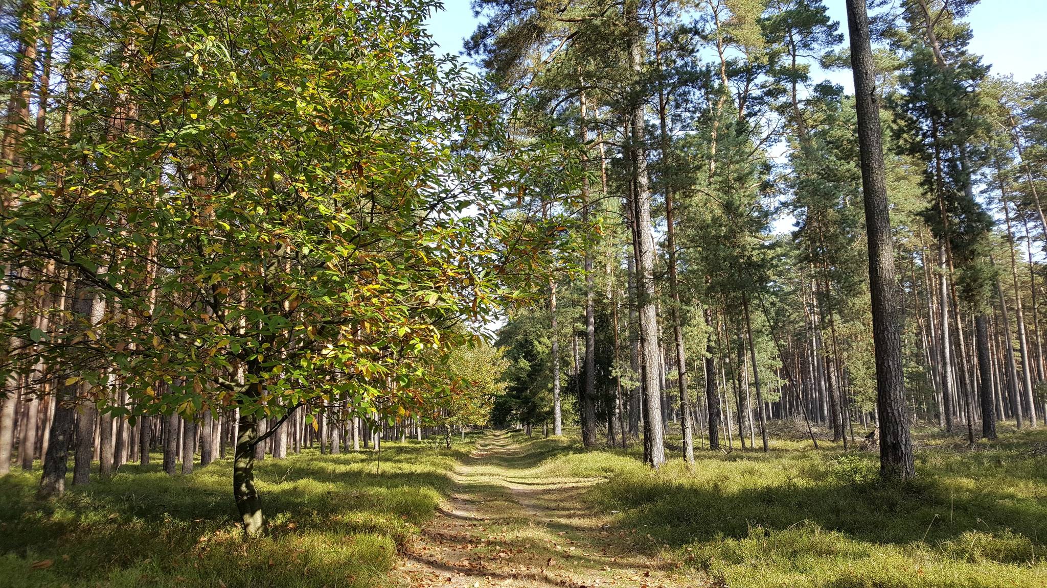 Von Sommerfeld durch die Rüthnicker Heide nach Löwenberg (RB-Beetz ...
