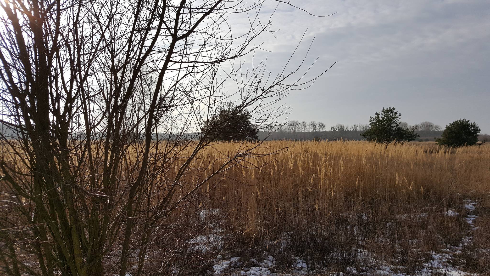 Von Albrechtshof durch die Döberitzer Heide nach Groß Glienicke (RB ...