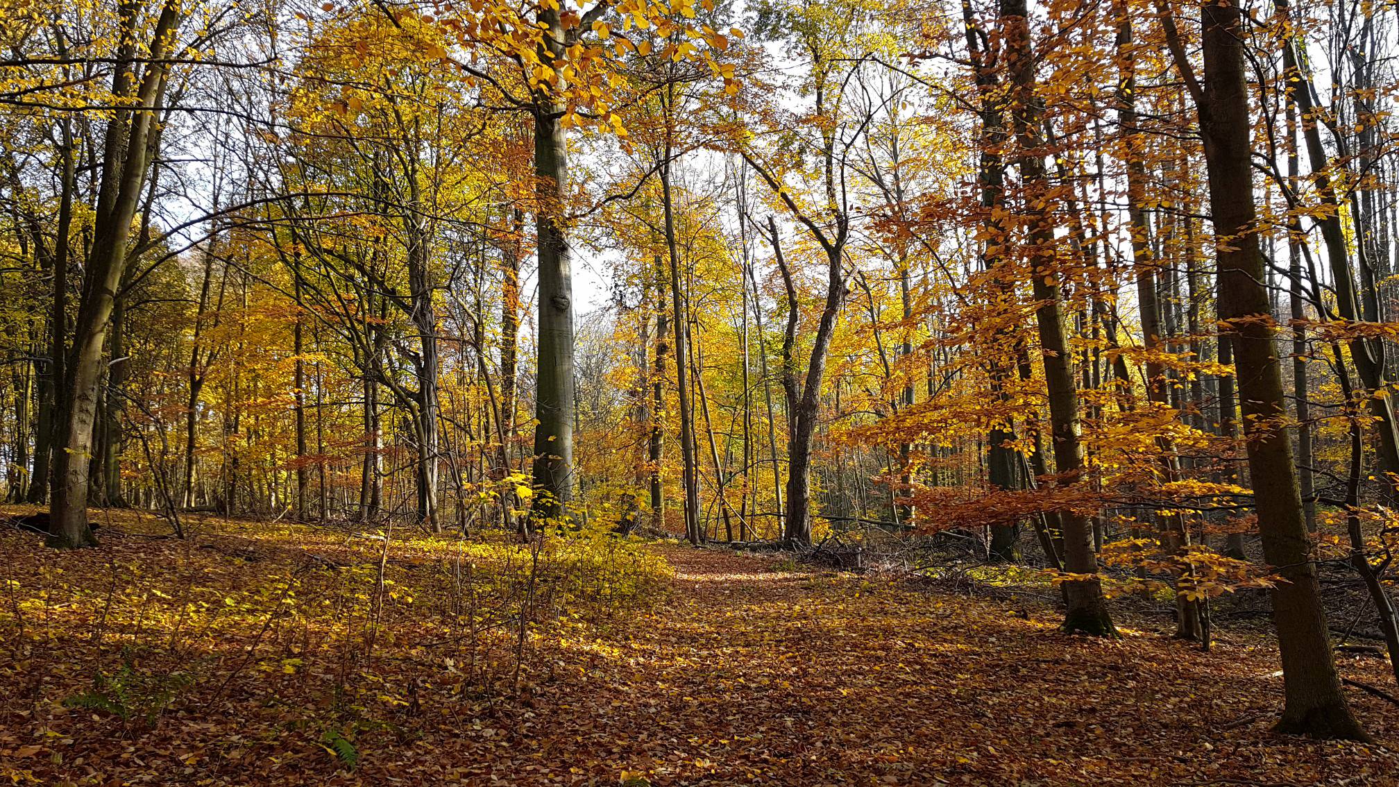 Von Neuholland zum Schloss Liebenberg und an den Seen entlang nach ...