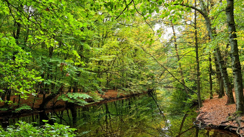 Spandauer Forst REVISITED mit Kuhlake und Teufelsbruch (Bus Cautiusstr ...