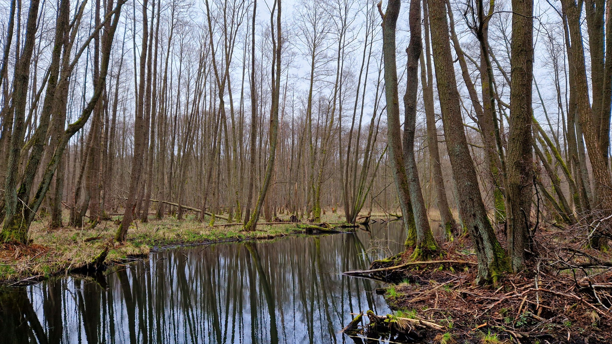An der Löcknitz entlang rund um Klein Wall und weiter zum Wupatzsee (RE ...